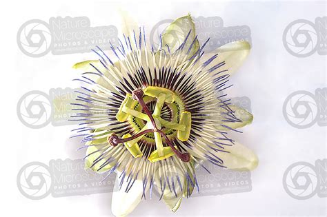 Passiflora Caerulea Fiore Della Passione Fiore Botanica Immagini
