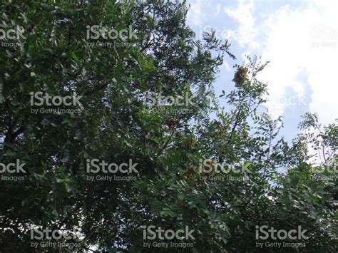 Tipuana Tipuana Tree Tiputree Tipu Tree Tipa Blanca Yellow Plants Garden Tree