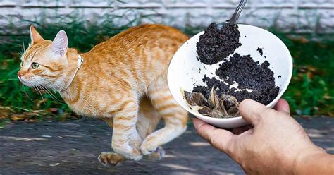 Comment utiliser le marc de café comme répulsif pour faire fuir les chats