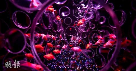 東京金魚藝術展 3萬金魚水中舞【圖輯．短片】 0840 20200829 國際 即時新聞 明報新聞網