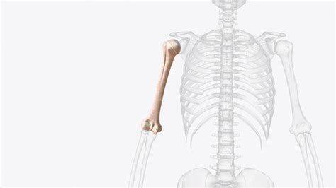 Premium Photo The Humerus Is A Long Bone Located In The Upper Arm