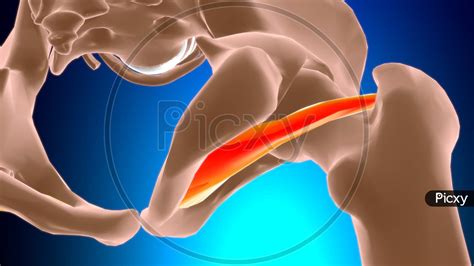 Obturator Externus Muscle