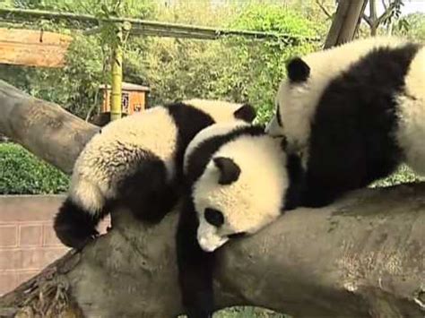 Kung Fu Pandas Part Youtube