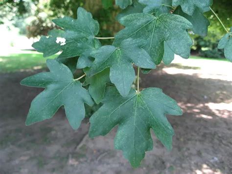 Acer Campestre Common Bonsai Deciduous Hardwood Common Maple Field