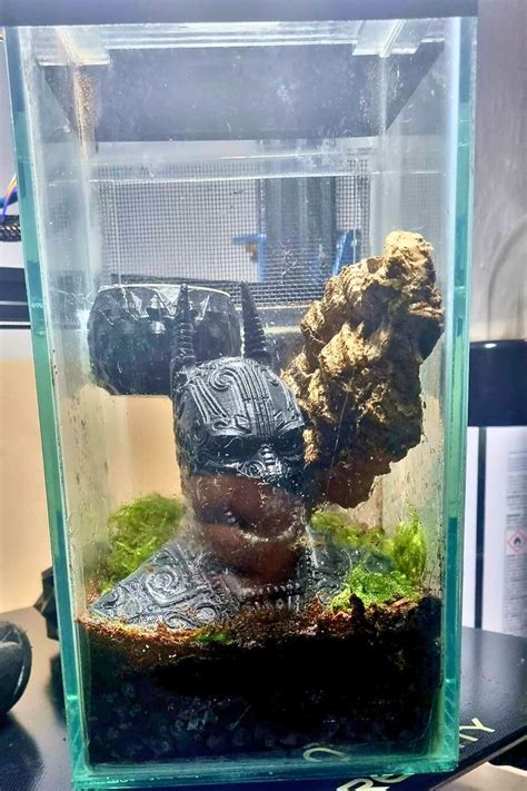 20 Arboreal Tarantula Enclosure Ideas