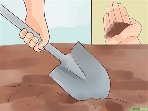 Cómo Cultivar Chiles Con Imágenes Wikihow