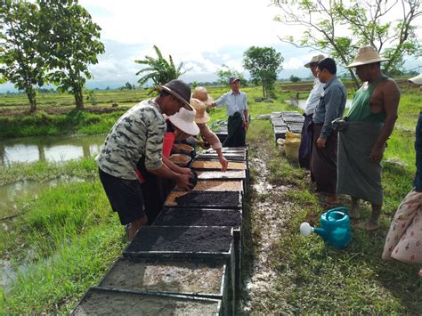 ညောင်လေးပင်မြို့နယ်တွင် မိုးစပါးကောက်စိုက်စက်ဖြင့်စိုက်ပျိုးရန် ကြိုတင