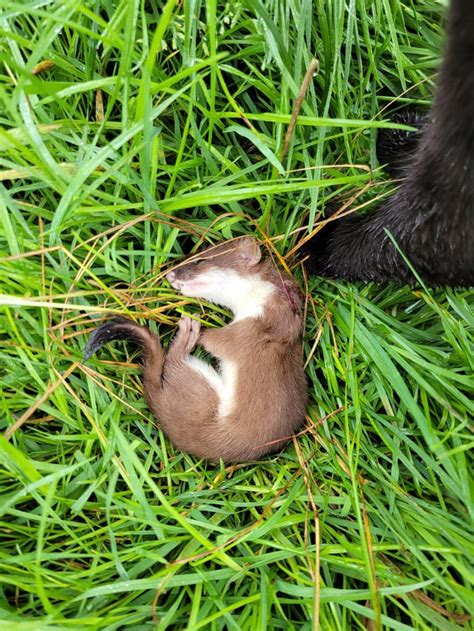 Is It Just Me Or Is The Game Pretty Challenging R Inscryption