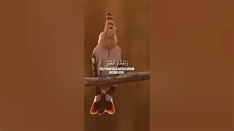 İslam Sobhi Surah An Naml Youtube