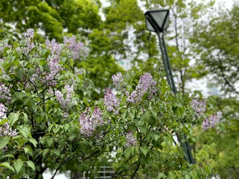 【札幌市中央区】まもなく「さっぽろライラックまつり」開催！大通公園ではライラックが咲き始めています♪ 号外net 札幌市中央区