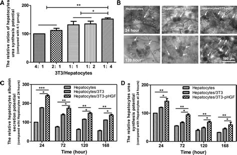 Three Dimensional Coculture Of Hepatocytes And 3t3 Cells In