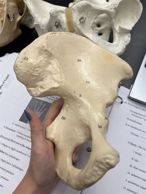 Pelvis And Illium Diagram Quizlet