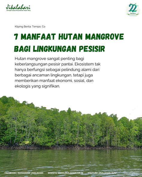 7 Manfaat Hutan Mangrove Bagi Lingkungan Pesisir Jikalahari