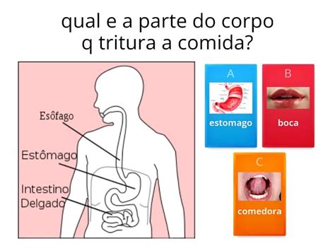 Quiz Do Corpo Humano Cuestionario