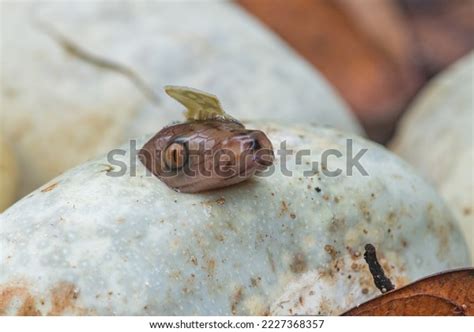 Birth Baby Reticulated Python Hatching Egg Stock Photo Shutterstock