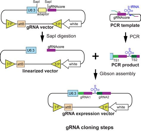 Han Lab Drosophila Transgenic Vectors The Han Lab