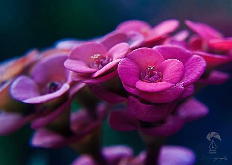 Vignesh Krishnan Designography Let Love Bloom Vkdesignography