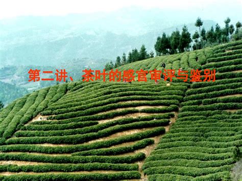 第二讲茶叶的感官审评剖析讲解word文档在线阅读与下载无忧文档