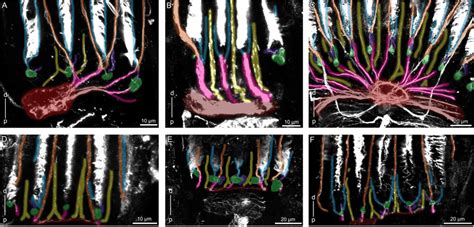 Comparison Of The Acetylated Alpha Tubulin Lir Gray In The Download Scientific Diagram