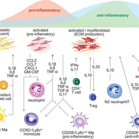 Potential Cross Talk Between Fibroblasts And Immune Cells After The