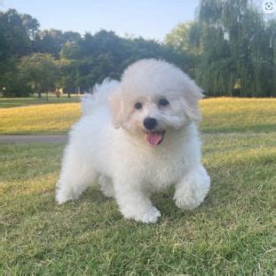 French Poodle