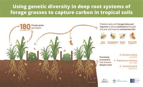 Using Genetic Diversity In Deep Root Systems Of Forage Grasses To