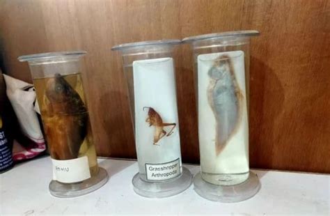 Microstructure Specimen Set At ₹ 500 Piece Microstructure Specimen