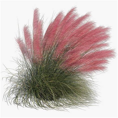 Muhlenbergia Capillaris Pink Muhly Grass 04 3d Model Cgtrader