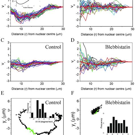 Azimuthal And Radial Velocity Of Actin Flow For Cells Plated On