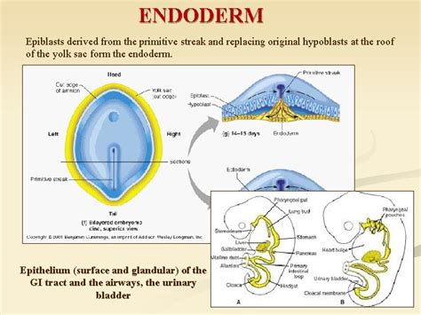 The Bilaminar Embryo Formation Of Ectoderm And Endoderm
