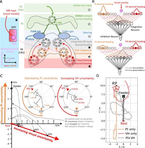 A Decentralised Neural Model Explaining Optimal Integration Of
