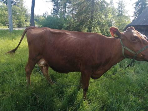Sprzedam łańcuchy Do Lkt Jabłonka • Olx Pl