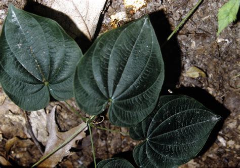 Dioscorea Quaternata Dioscoreaceae