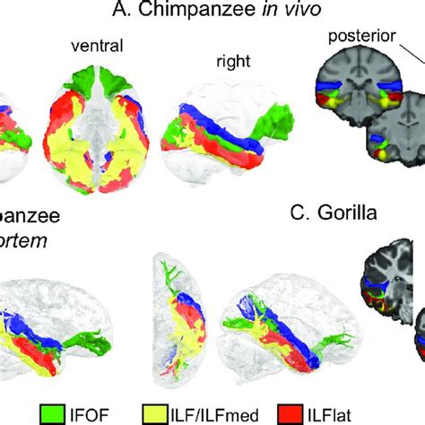 A 3d Representation Of Longitudinal Temporal Tracts In Chimpanzees In Download Scientific