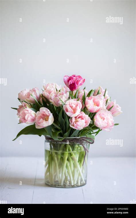 Tallos De Una Sola Flor Fotografías E Imágenes De Alta Resolución Alamy