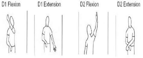 Pnf D1 Flexion D1 Extension D2 Flexion D2 Extension Diagonals