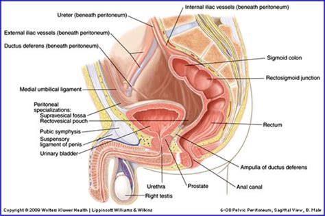 Radiological Spaces And Foramina Pelvis Rectouterine And Rectovesical