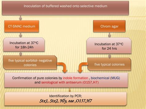 Ppt E Coli O157h7 Characteristics Pathogenicity Spread And