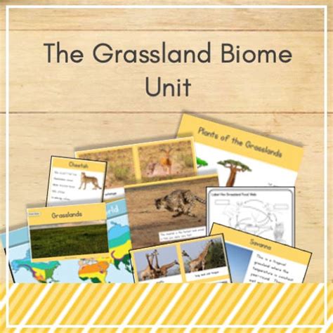 Grassland Biome Project