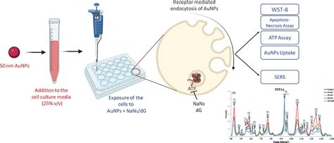 Receptor Mediated Endocytosis Nanoparticle