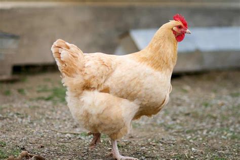 Buff Orpington Chickens Everything You Need To Know