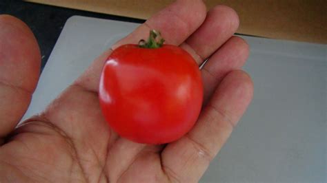 Piroka Tomato Hrseeds