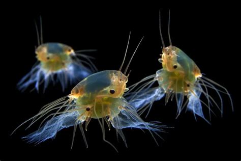 Zooplankton Pictures