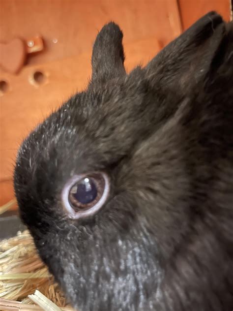 His Eye Is Looking A Bit Pink Conjunctivitis R Rabbits