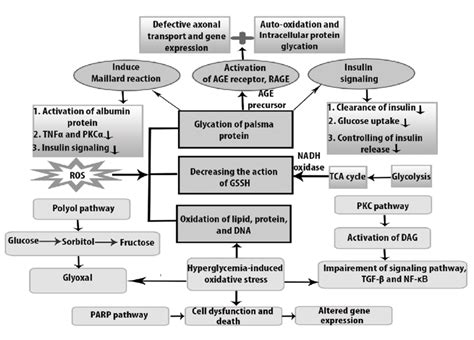Oxidative Stress Induced Dysfunctional Pathways In Diabetic Peripheral