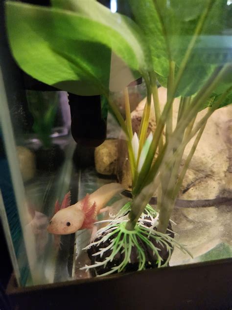 Just Got My Little Axolotl Raxolotls