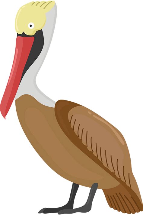 Brown Pelican Free Vector Clipart Images On Creazilla Com