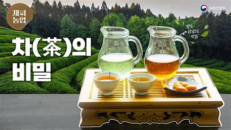 재미농업 🍃같은 찻잎이라도 마시는데 차茶이가 있다😲 Youtube