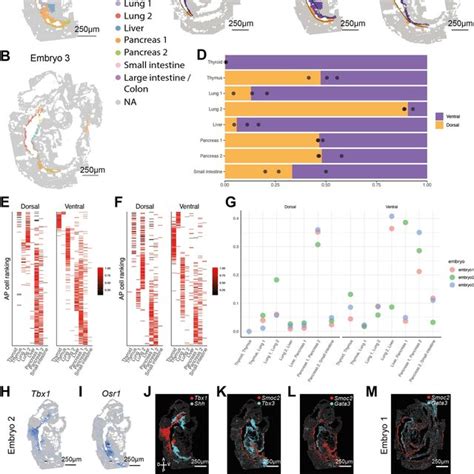 single cell spatial transcriptomics map of mouse organogenesis using