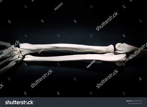 Radius Ulna Human Bone Close Isolated库存照片1254773557 Shutterstock